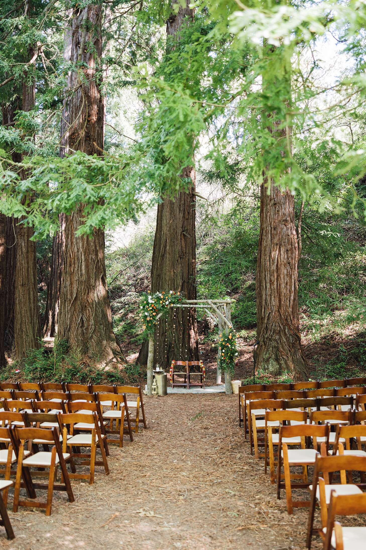 Redwood Tree Centerpieces Trees