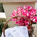 White Programs and Pink Rose Accent