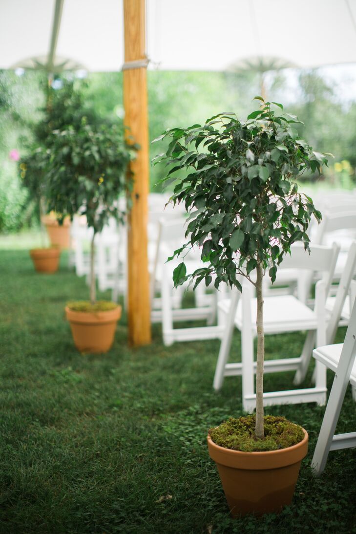 Potted Ficus Tree Aisle Decor